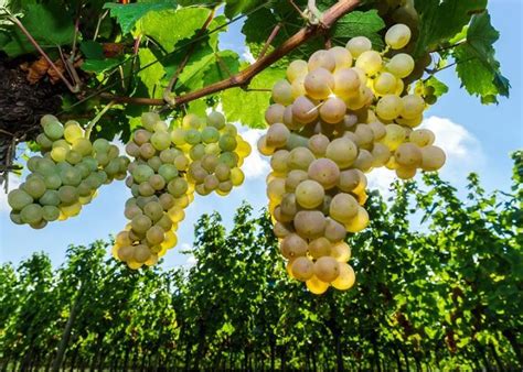 Medicalcoding Coding Icd10cm Icd10 Diagnosis Bailey Quinlan