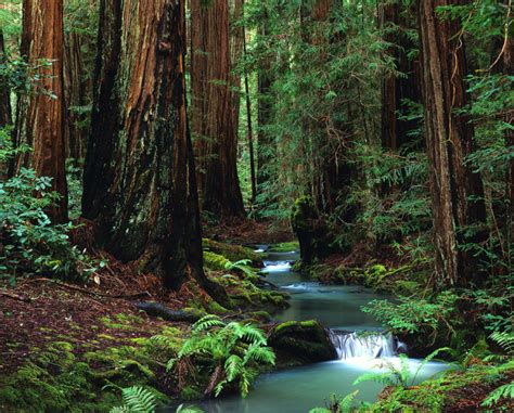 The Evolution Of A Park Save The Redwoods League
