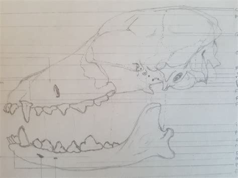 Диаграмма Anatomy Axial Skeleton Skull Lateral Aspect Quizlet
