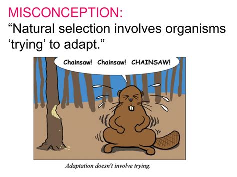 Ppt Misconceptions About Evolution Powerpoint Presentation Free