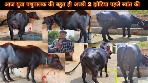 आज युवा पशुपालक की बहुत ही अच्छी 2 झोटिया पहले ब्यांत की 9 10 2023