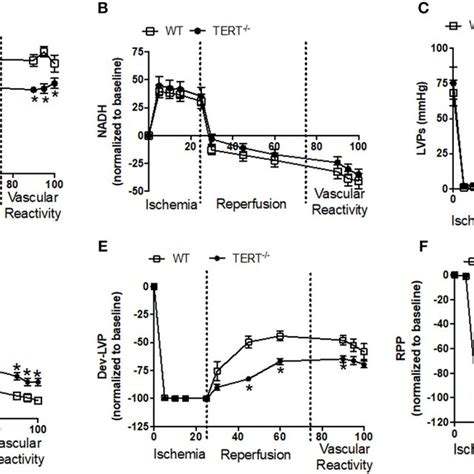Cardiac Function Before During And After Global Ischemia In Tert− − Download Scientific