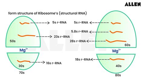 Ribosomal Rna Types Transcription And Functions