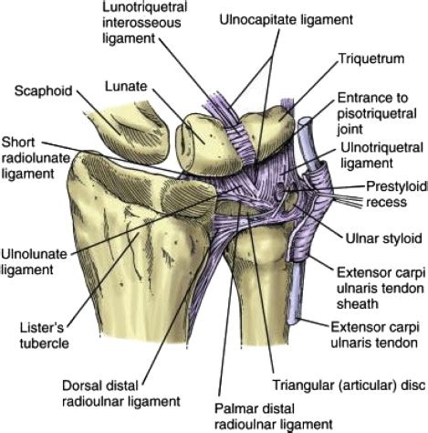 Cpt Code For Orif Distal Radius And Ulna Fracture
