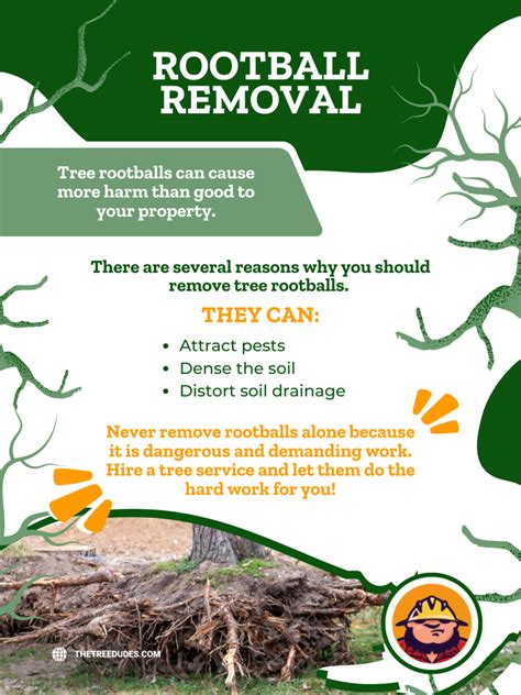Rootball Removal The Tree Dudes Services