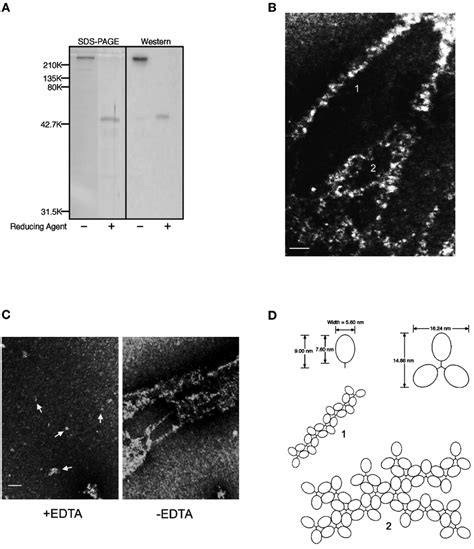 Purified Cmp Forms A Filamentous Network In Vitro A Biochemical Download Scientific Diagram