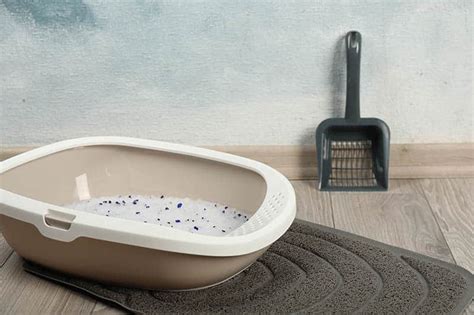 Diatomite Vs Silica Cat Litter Vet Reviewed Differences Explained