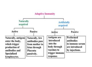 Natural And Artificial Immunity PPTX