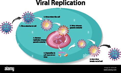 Viral Replication Infographic For Education Stock Vector Image And Art Alamy
