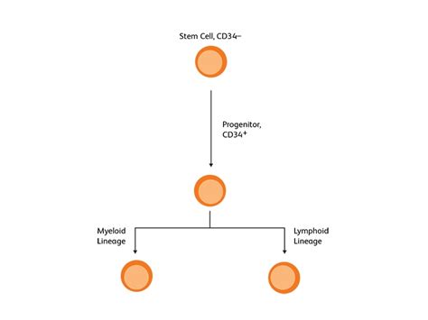 Stem Cell Transplantation Stem Cell Enumeration