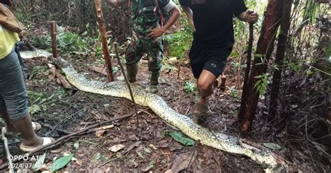 Mother Killed And Half Swallowed By 30ft Python News World Metro News