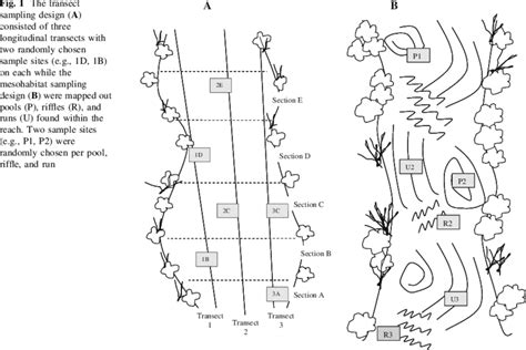 The Transect Sampling Design A Consisted Of Three Longitudinal Download Scientific Diagram