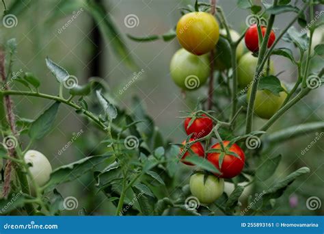 Red And Green Tomato Plants In Greenhouse Organic Farming Young