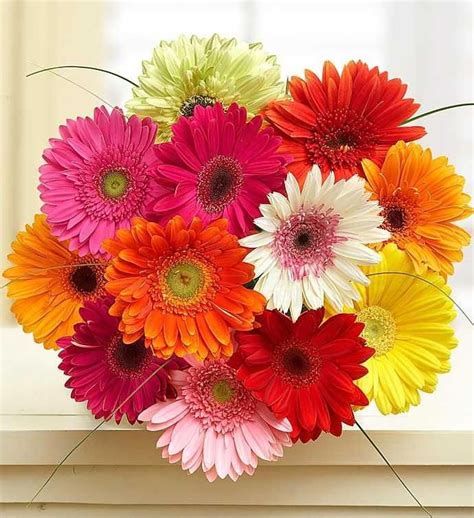 Happy Gerbera Daisies Gerbera Daisy Gerbera Daisy Bouquet Gerbera