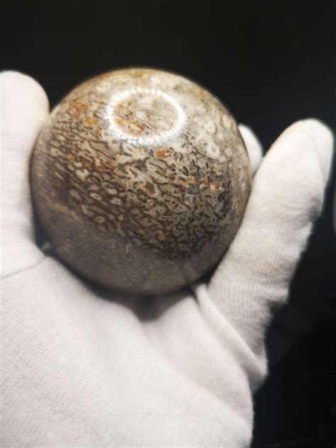 Dinosaurus Botbol Op Standaard 65 Cm Catawiki