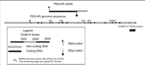 A Scaled Schematic Representation Of The Polyketide Synthase Pks Download Scientific Diagram