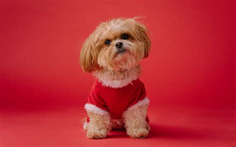 말티푸 성격과 특징 털 빠짐 알아보기 비마이펫 라이프