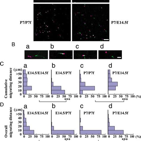 Migration Of Interneurons On Isochronic And Heterochronic Cortical Download Scientific Diagram