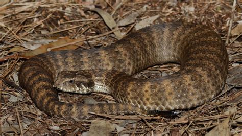 Австрали Судлаачид эмэгчин могойд хэлүү байдгийг олж тогтоожээ Мэдээ мэдээлэл Монголын