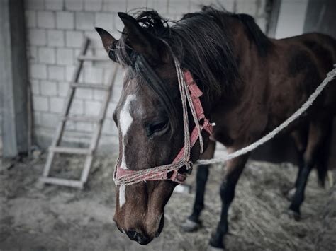 Lucynka Uratowana Przed Czasem Fundacja Koniki Moniki