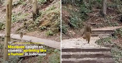 Monkey Caught Sprinting Like A Man Freaking Out Everyone EBaum S World