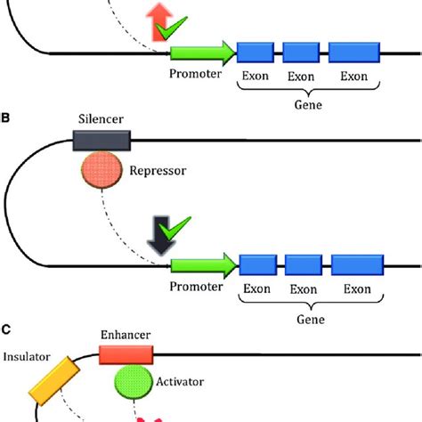 Representation Of The Effects Of Cis Regulatory Elements Enhancers