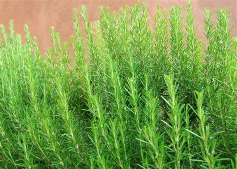 Rosemary Hedge Home For The Harvest