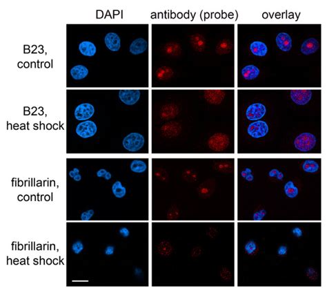 The Dynamic Organization Of Nucleoli Requires New Tools For Download Scientific Diagram
