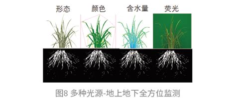 不同胁迫条件下小麦幼苗表型分析 上海农科院andagripheno长三角表型技术示范中心