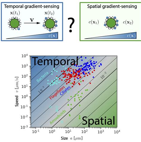 Pol Physics Of Life News 5 Jul 2024 Chemotaxis In Bits