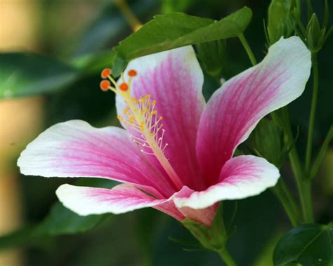 Hibiscus Rosa Sinensis Gardensonline