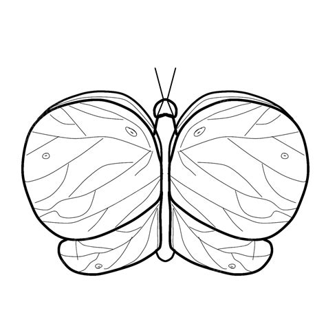 Top 999 Butterfly Outline Images Amazing Collection Butterfly