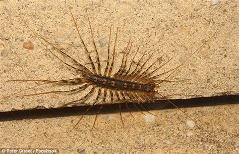 Tiny Alien Like Pests With Furry Legs Are Spotted Crawling Up Sinks