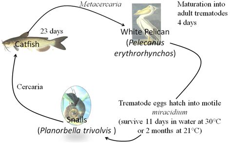 Catfish Life Cycle At George Hodge Blog