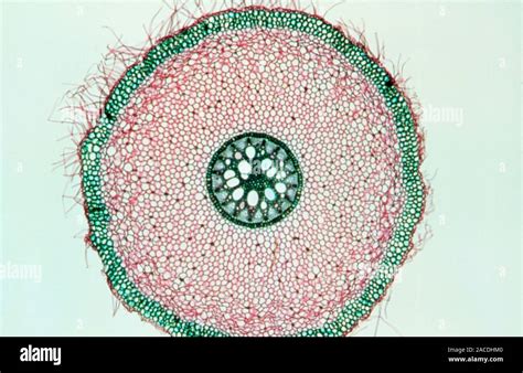 Light Micrograph Of A Transverse Section Through The Root Of An Iris A