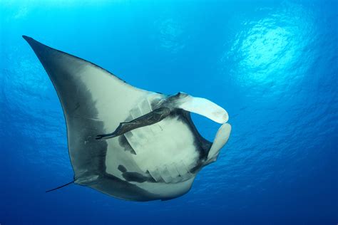 Giant Oceanic Manta Ray Conservation Sheryneuro