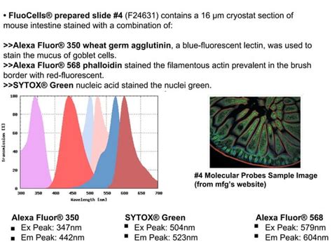 Project Prefab Fluoresence Ppt