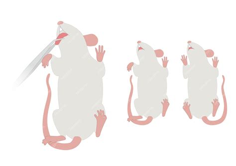 Premium Vector Mice Lying On Their Backs With Different Poses