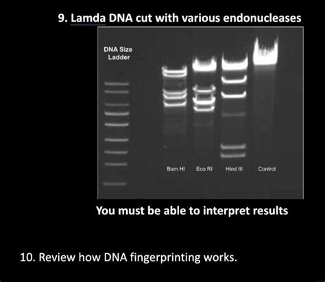Solved 9 Lamda Dna Cut With Various Endonucleases Dna Size