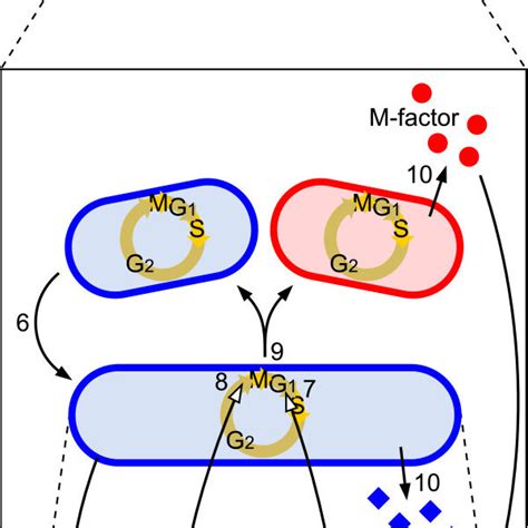 Nested Model Structure Illustration Of The Hierarchical Modeling