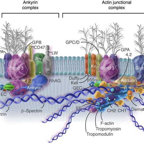 The Skeleton Structure And Membrane Protein Distribution Of