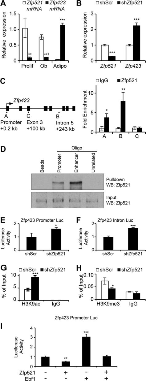 Direct Transcriptional Repression Of Zfp423 By Zfp521 Mediates A Bone