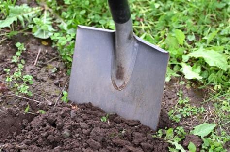 How To Test Your Soil PH Knights Garden Centres