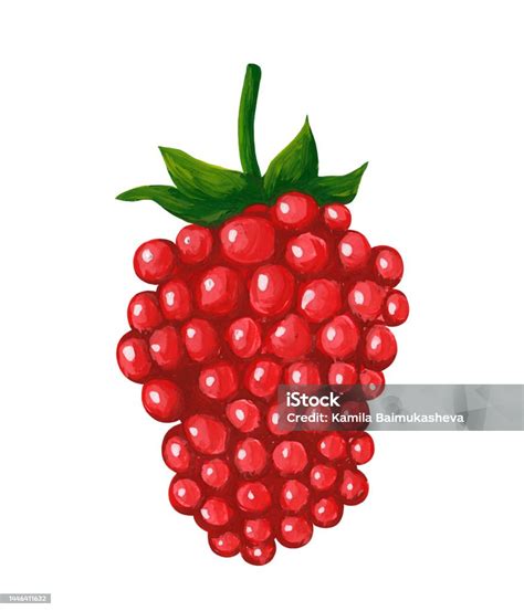 빨간 블랙 베리의 손으로 그린 구 아슈 그림 고립 된 현실적인 나무 딸기 과일에 대한 스톡 벡터 아트 및 기타 이미지 과일