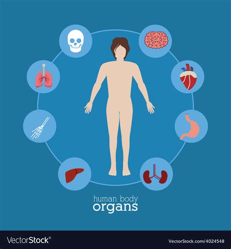 Body Healthy Design Royalty Free Vector Image Vectorstock