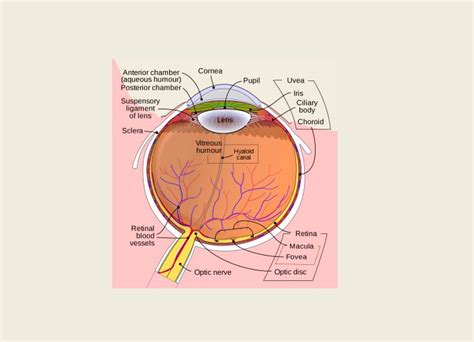 AMD Causes Signs Symptoms Treatment MEDICUS