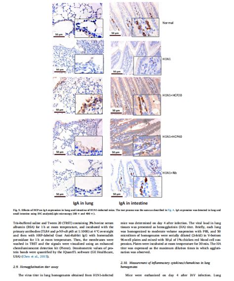 小鼠tnf αil 6ifn α等 Elisa试剂盒引用文献 上海劲马生物科技有限公司