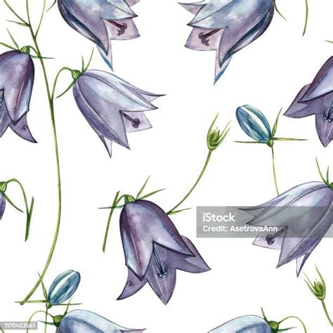 도라지 꽃 나뭇잎과 꽃다발 세트 원활한 패턴 꽃과 나뭇잎의 수채화 세트 흰색 배경에 고립 된 손으로 그린 꽃 그림 식물 예술 0명에 대한 스톡 사진 및 기타 이미지 Istock