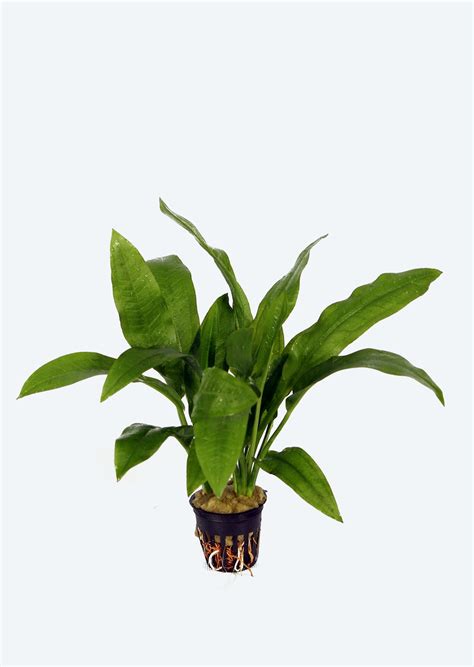 Echinodorus Amazonicus