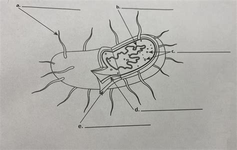 Bacteria Diagram Diagram Quizlet